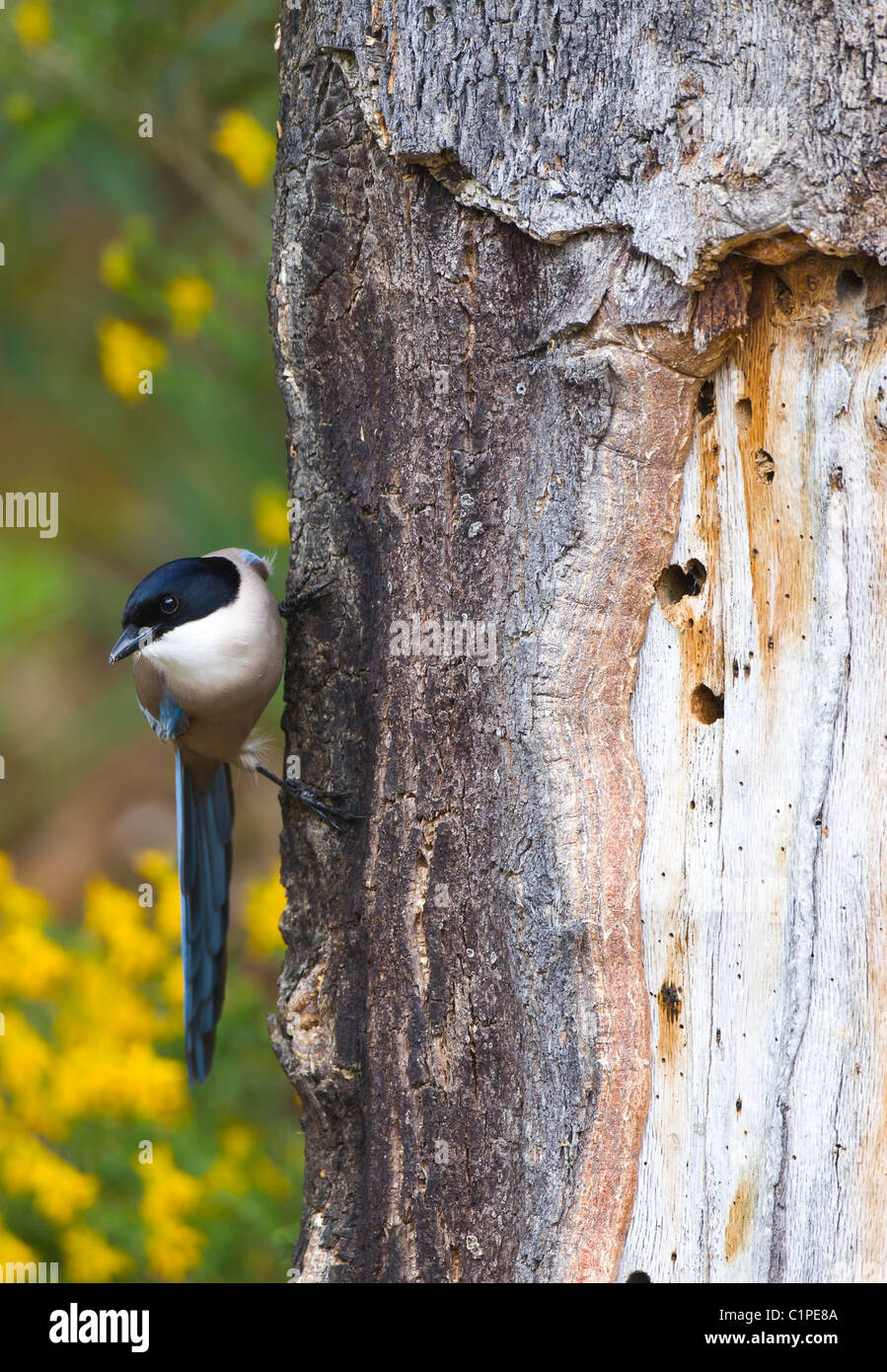Azure winged Magpie Cyanopica cyana Monfrague Spain Stock Photo - Alamy
