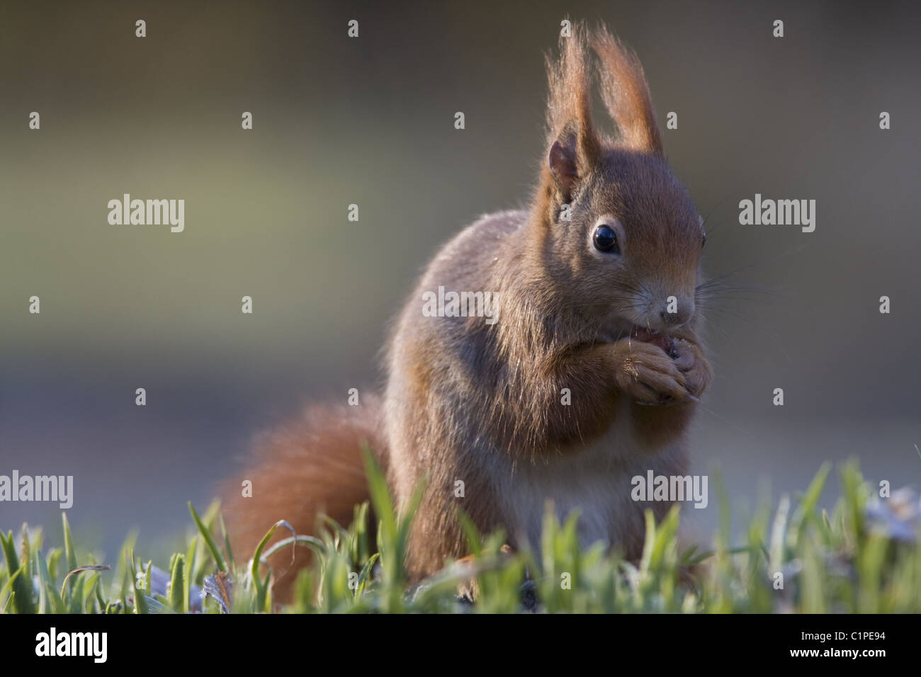 Eurasian red squirrel Stock Photo - Alamy