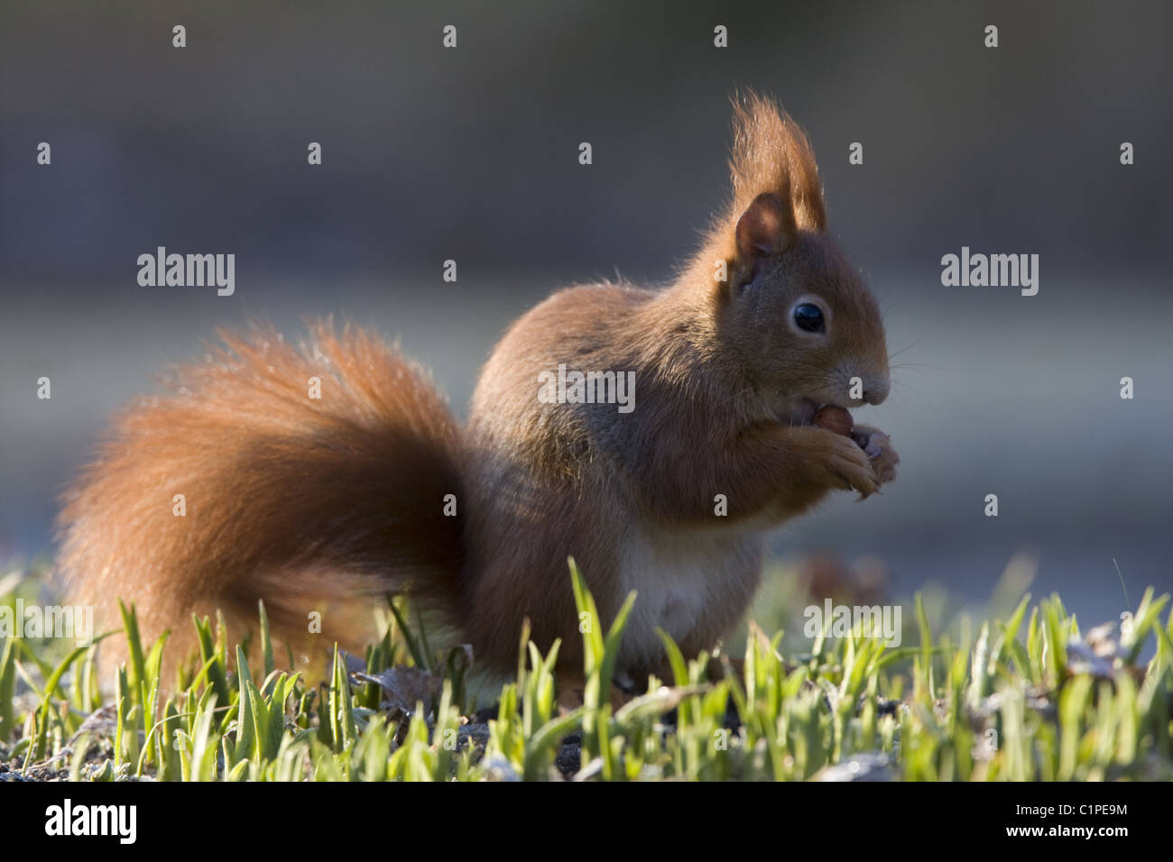Eurasian red squirrel Stock Photo - Alamy