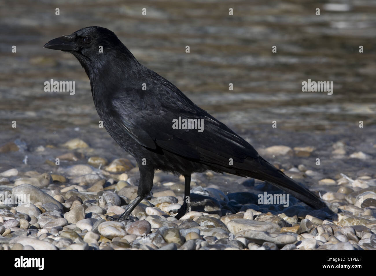 Crow wildlife hi-res stock photography and images - Alamy