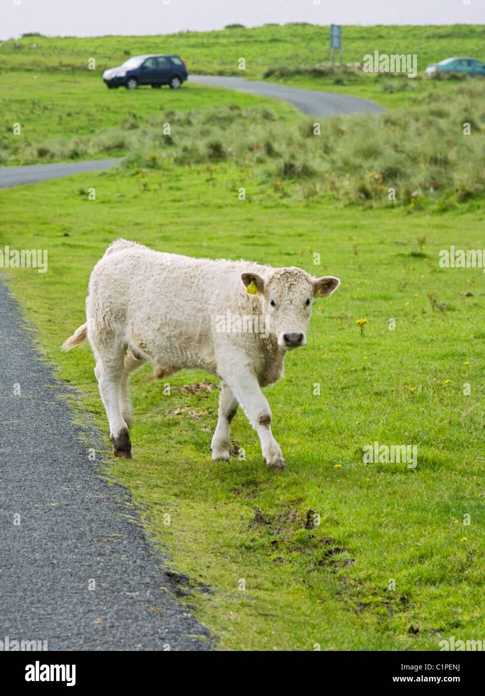 Calf no people hi-res stock photography and images - Alamy
