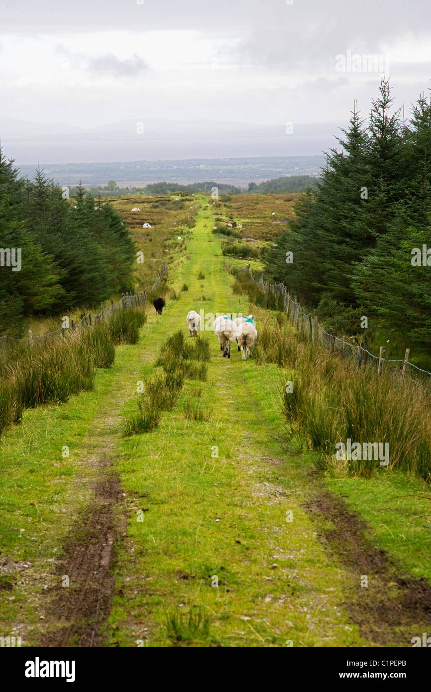 Ireland countryside sheep hi-res stock photography and images - Alamy