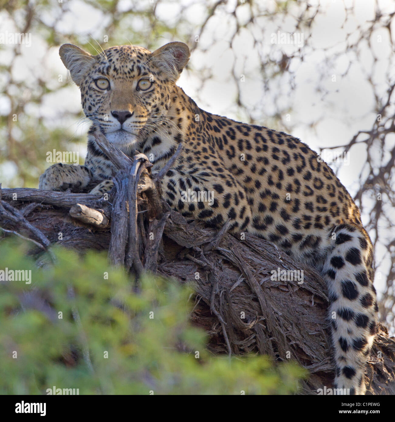 leopard in tree Stock Photo - Alamy