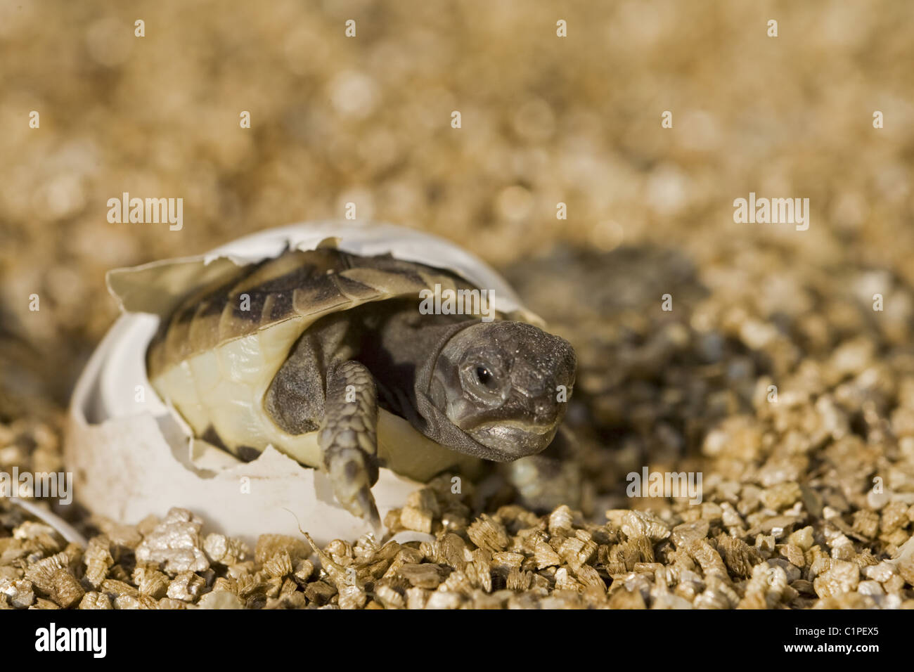 Tortoise egg hi-res stock photography and images - Alamy