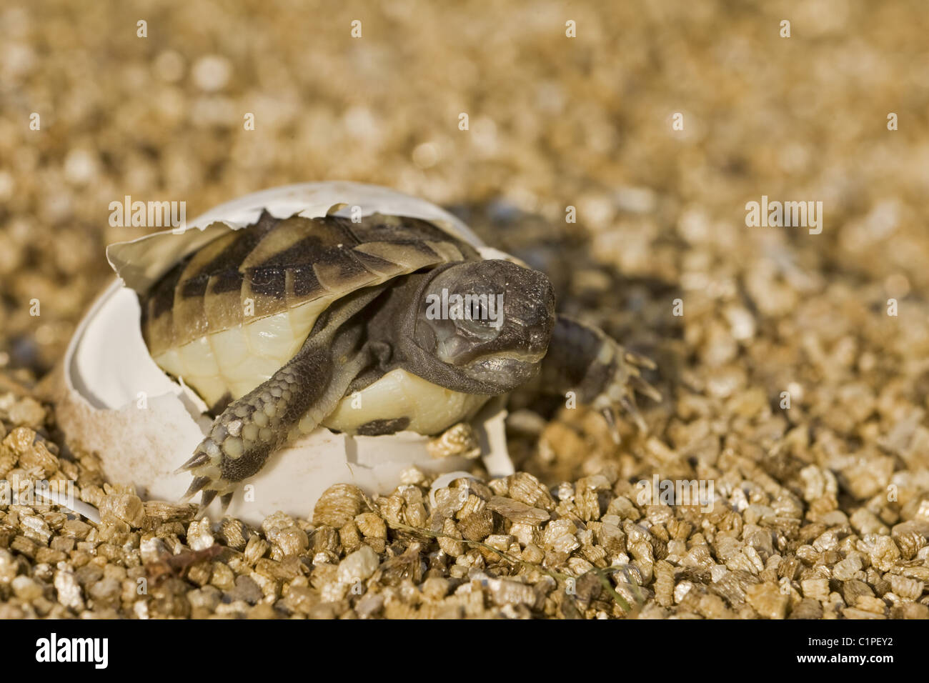Turtle egg hatching hi-res stock photography and images - Alamy