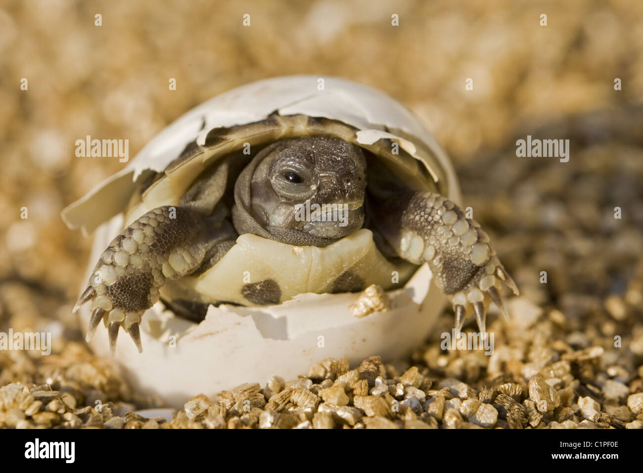 Animal hi-res stock photography and images - Alamy