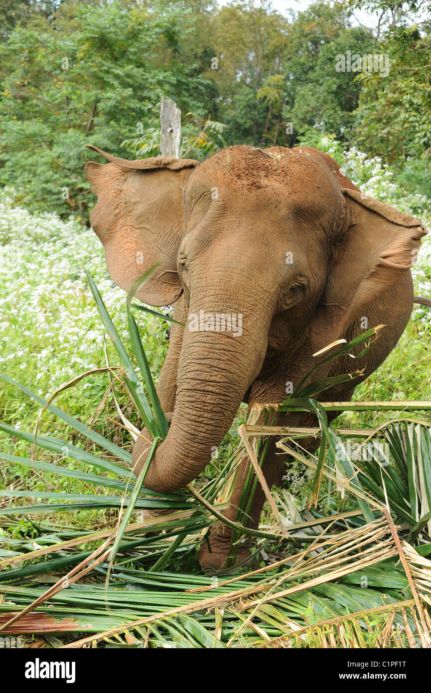 Elephant at a sanctuary for sick and injured elephants who have been ...