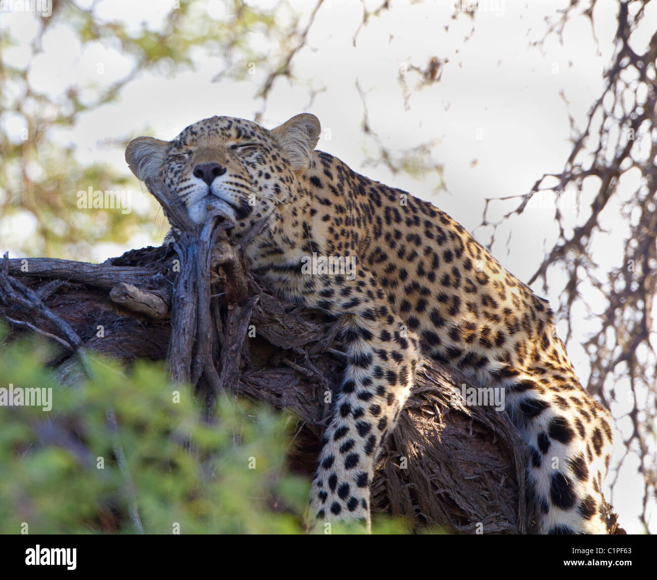 leopard resting in tree Stock Photo - Alamy