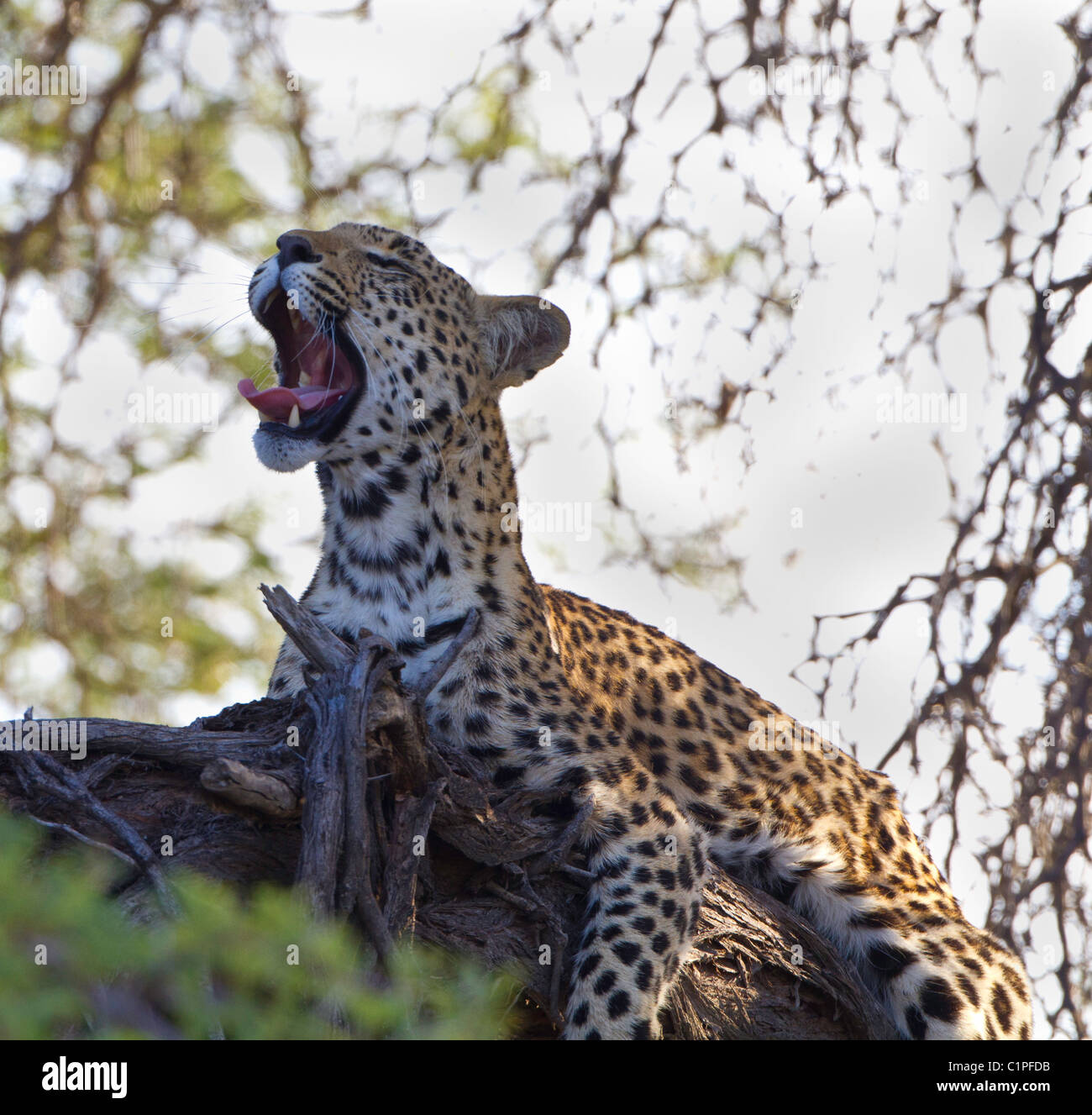 leopard yawning 2 Stock Photo - Alamy