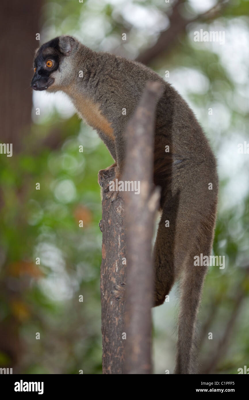 Common Brown Lemur (Eulemur fulvus fulvus). Madagascar. Forward facing ...