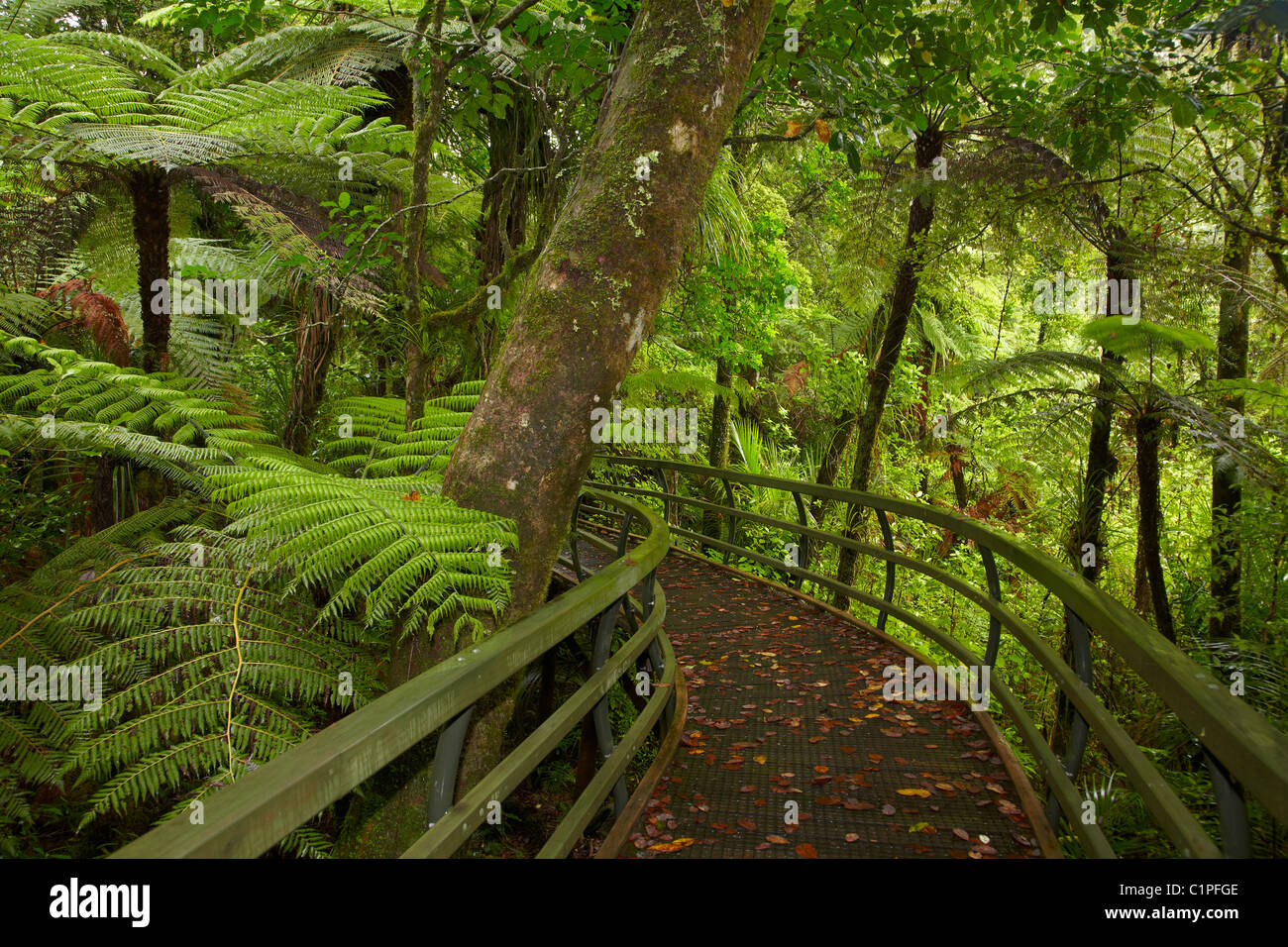Kauri tree and ferns, Manginangina Kauri Walk, Puketi Forest, near ...