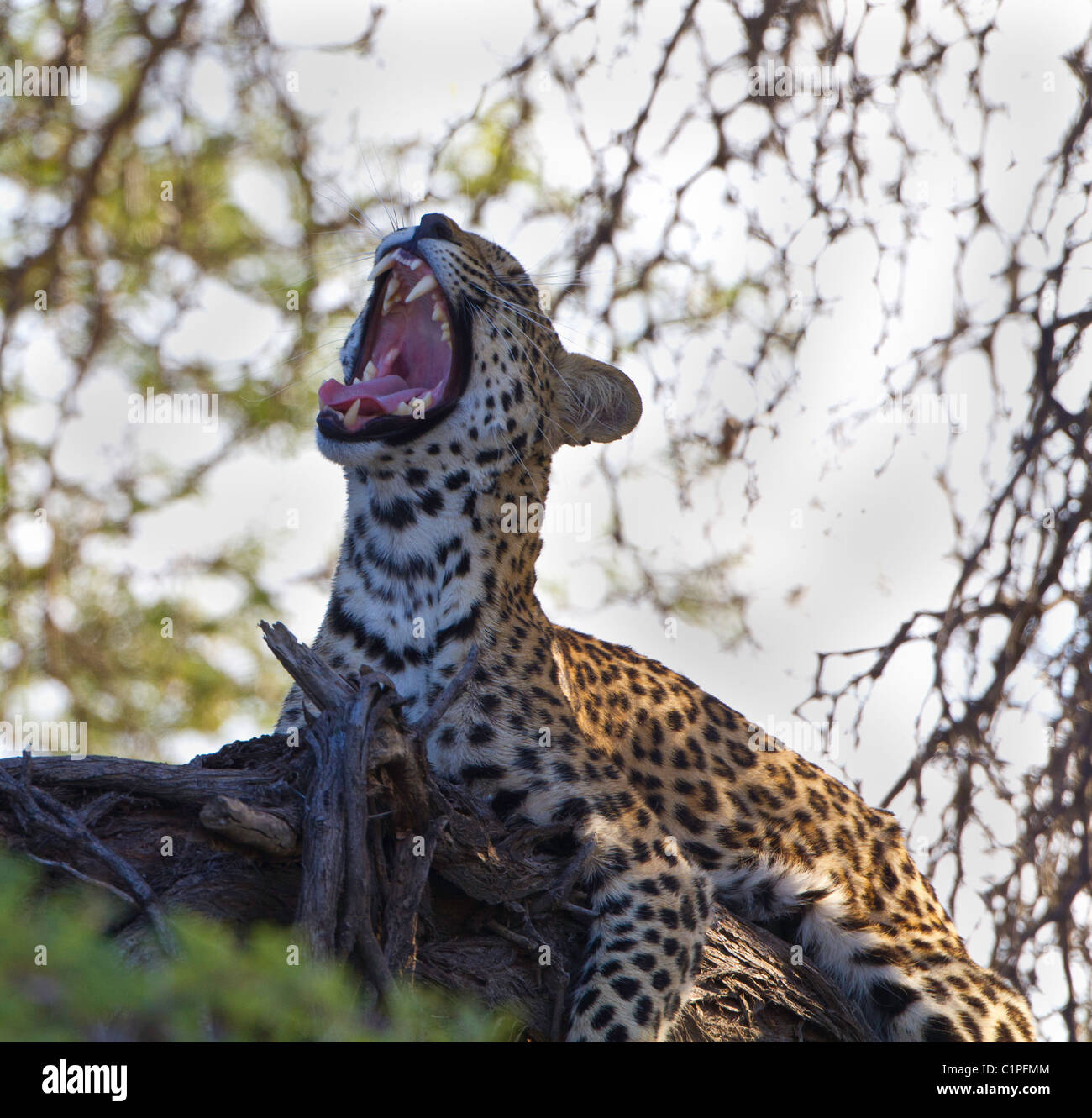 leopard yawning 3 Stock Photo - Alamy