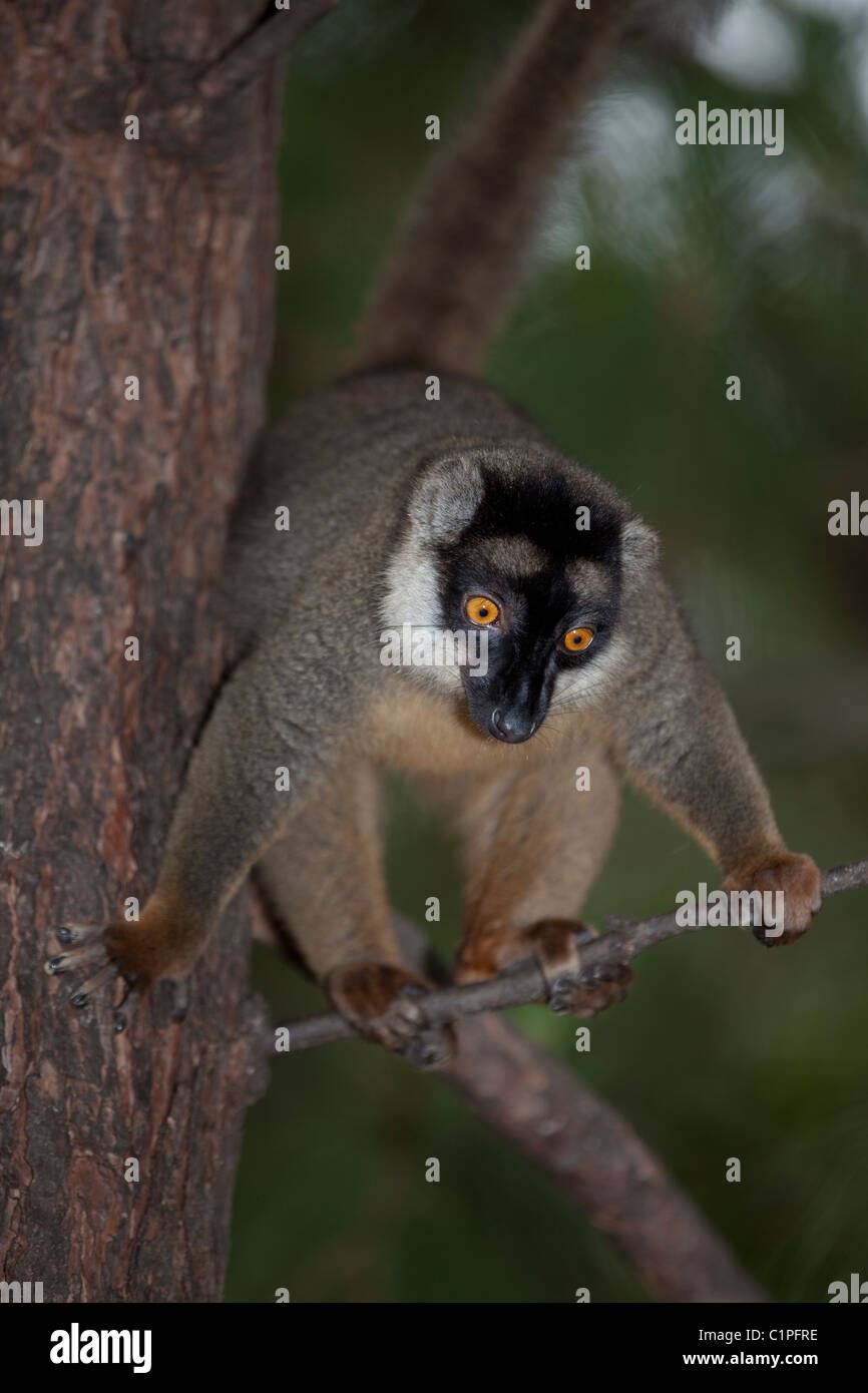 Common Brown Lemur (Eulemur fulvus fulvus). Madagascar. Forward facing ...
