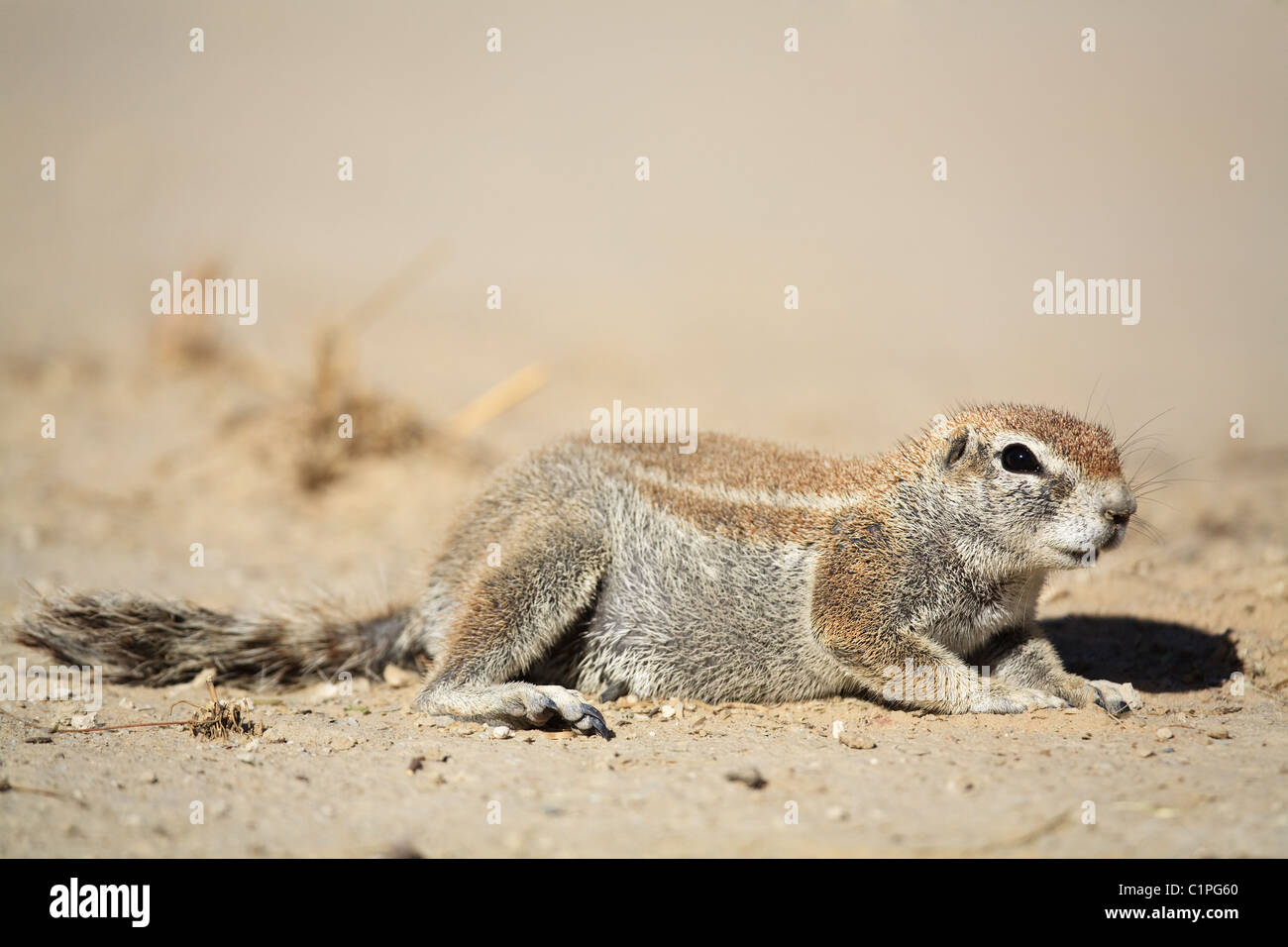African ground squirrel Stock Photo - Alamy
