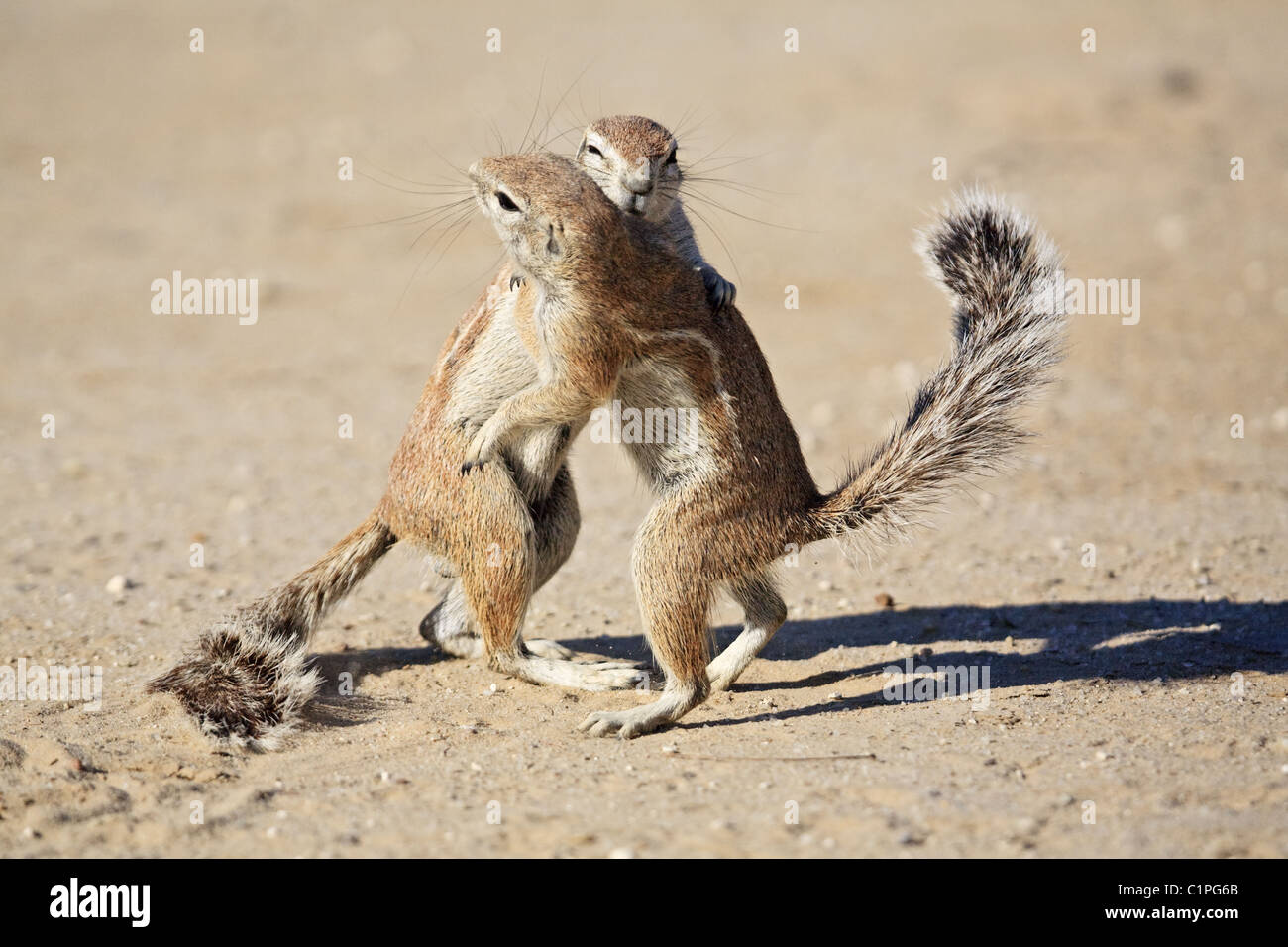 African chipmunks hi-res stock photography and images - Alamy