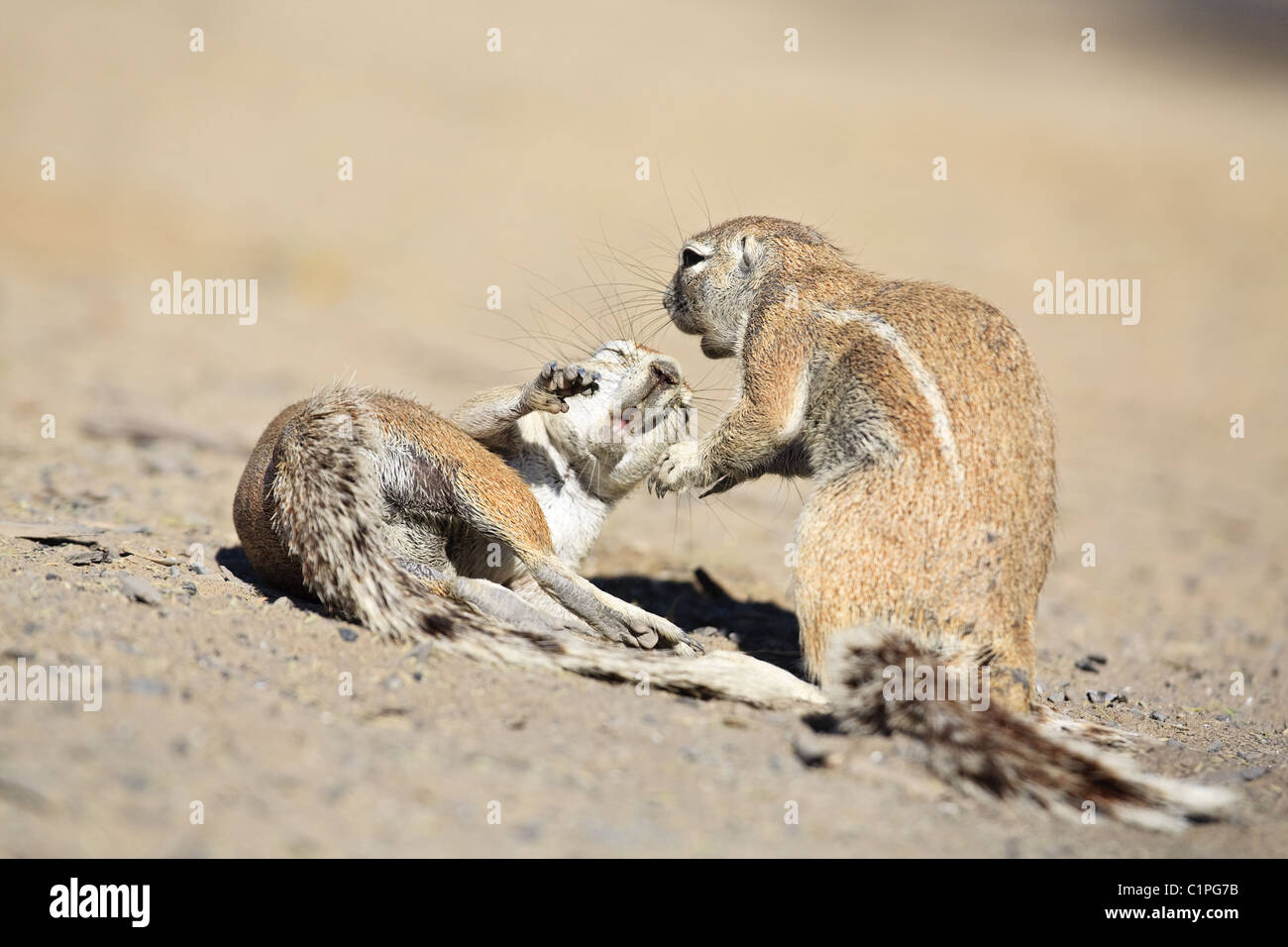 African rodents hi-res stock photography and images - Alamy
