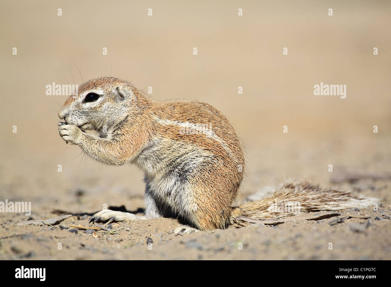 African chipmunks hi-res stock photography and images - Alamy