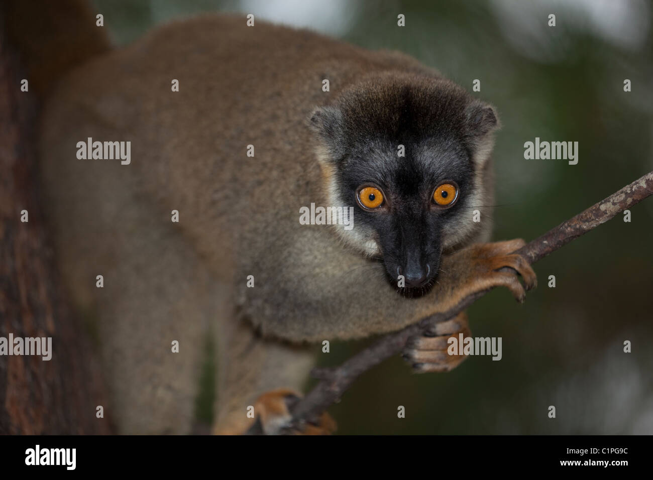 Eulemur fulvus madagascar hi-res stock photography and images - Alamy