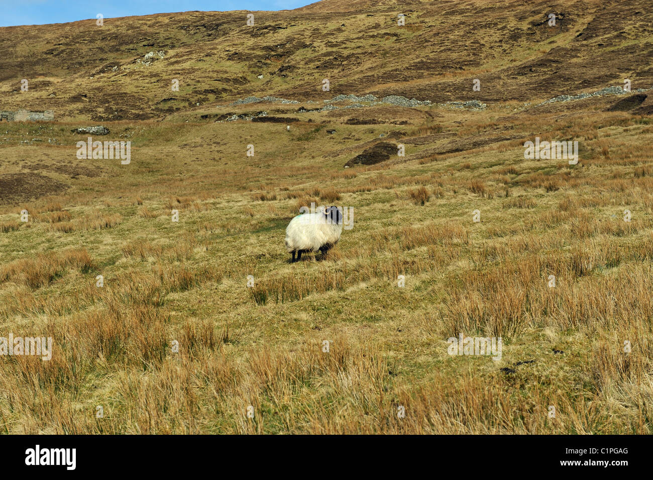 Sheep wide hi-res stock photography and images - Alamy