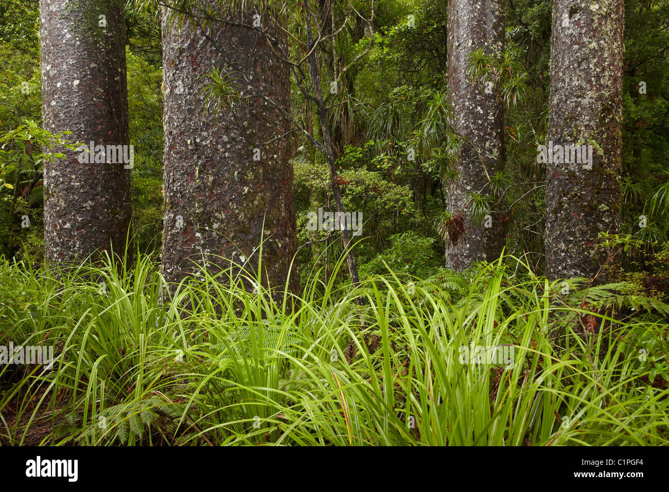 Kauri trees, Manginangina Kauri Walk, Puketi Forest, near Kerikeri ...