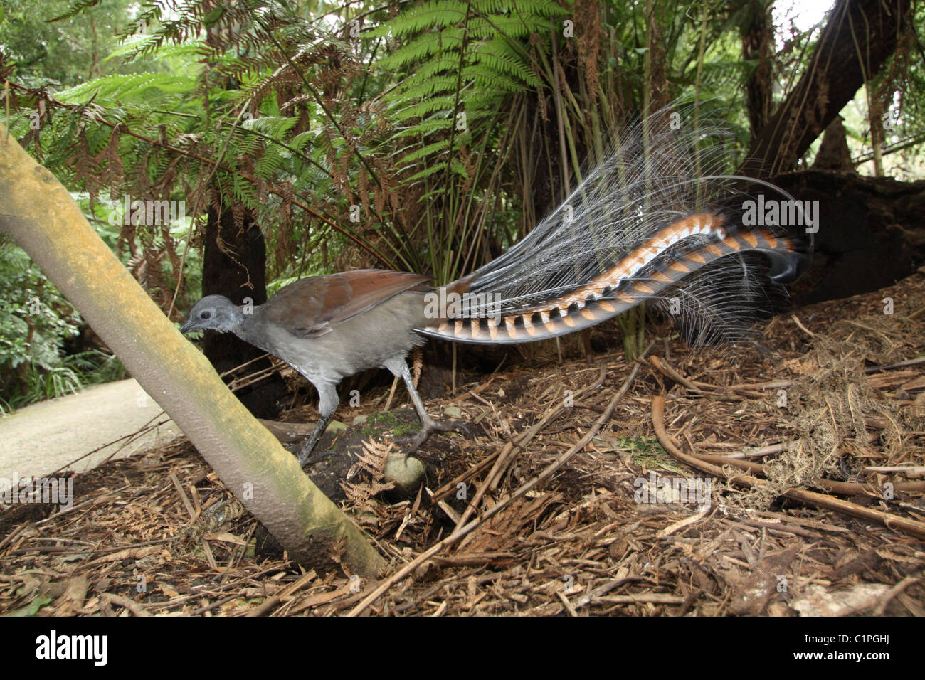 Lyre bird hi-res stock photography and images - Alamy