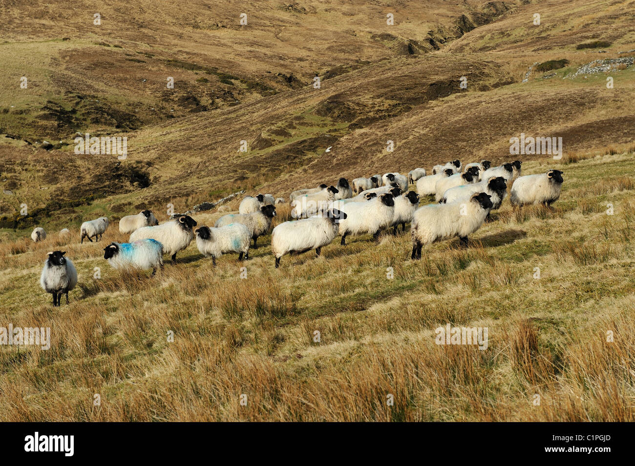 Mountain sheep grazing on a hillside in Achill Island Co.Mayo Ireland ... Mountain sheep grazing on a hillside in Achill Island Co.Mayo Ireland ...