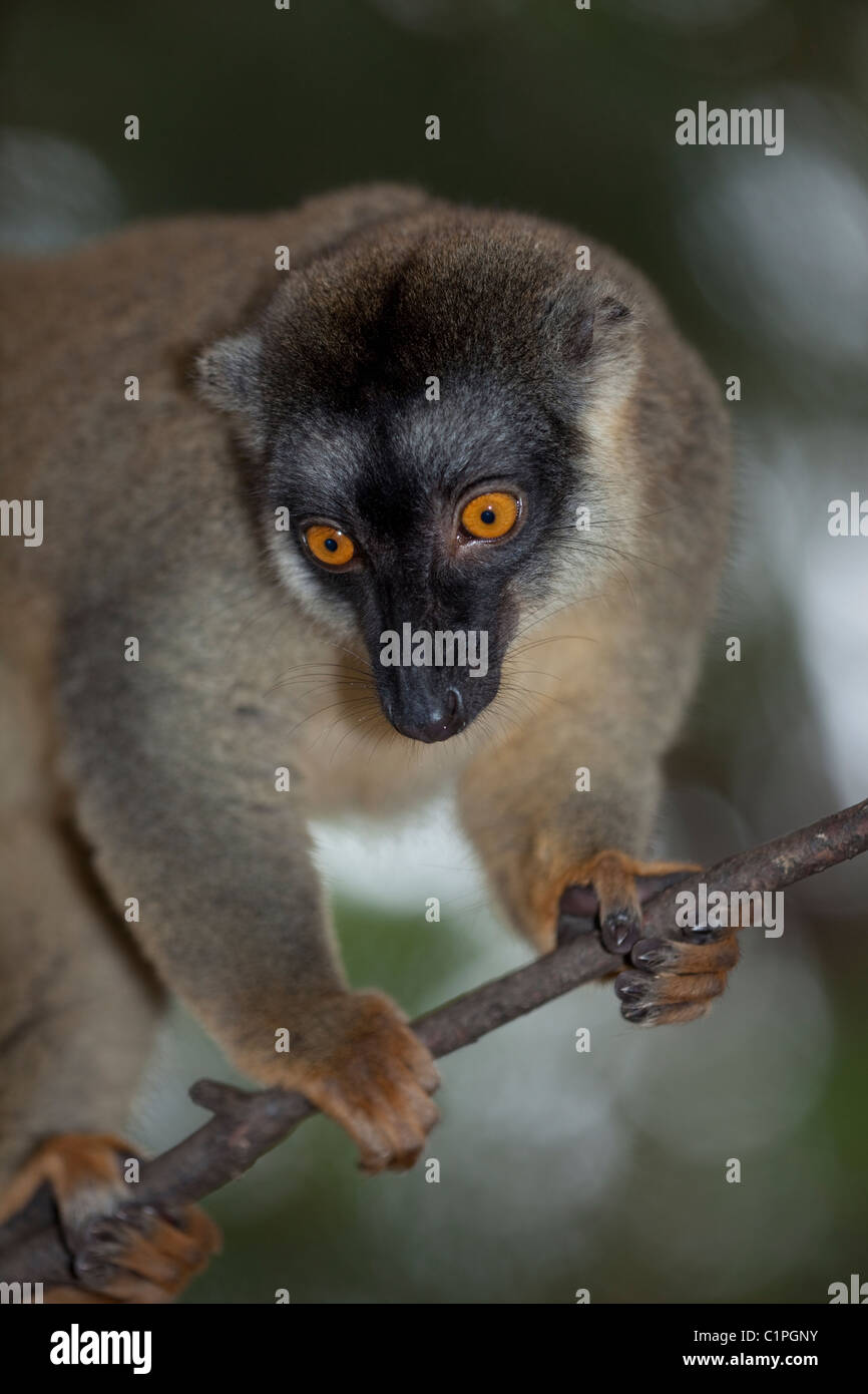 Primates holding hands hi-res stock photography and images - Alamy