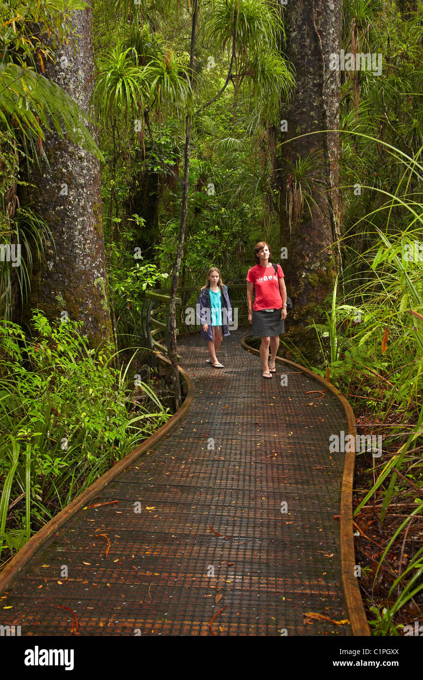 Kauri tree and boardwalk hi-res stock photography and images - Alamy