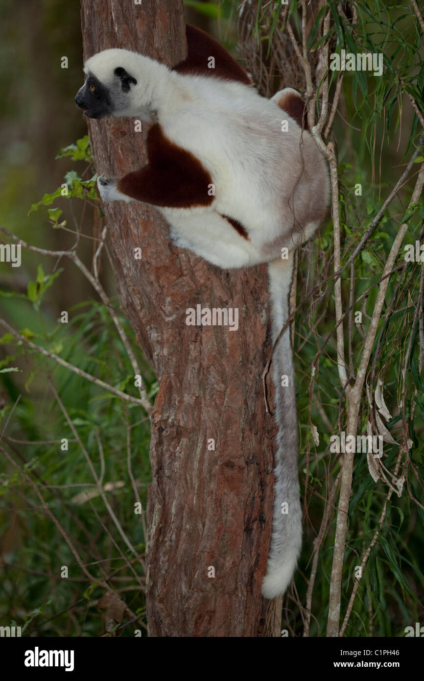 Coquerel's Sifaka (Propithecus verreauxi coquereli). North-west ...