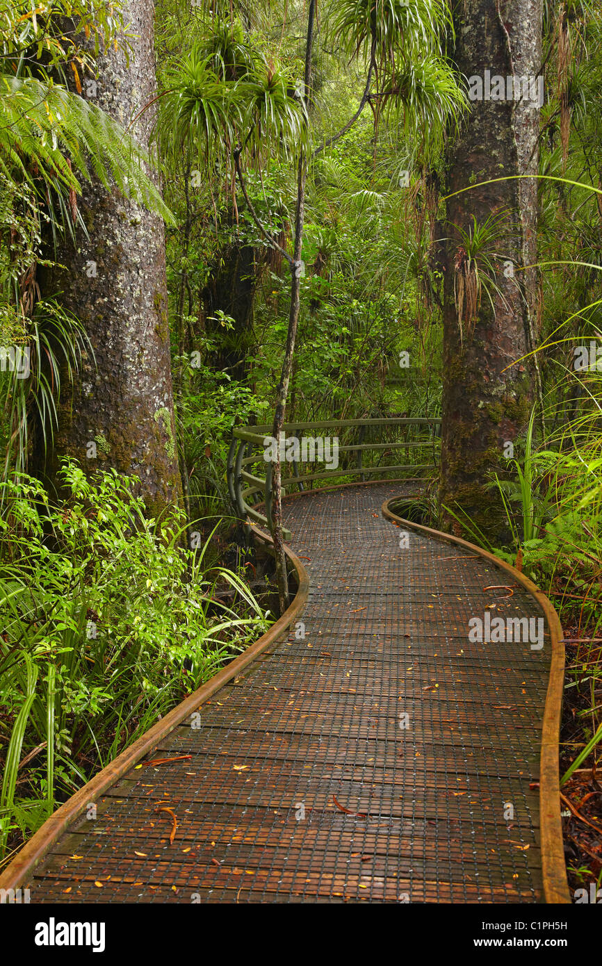 Kauri trees and boardwalk hi-res stock photography and images - Alamy
