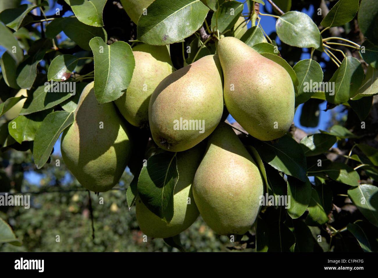 Fresh water spain hi-res stock photography and images - Alamy