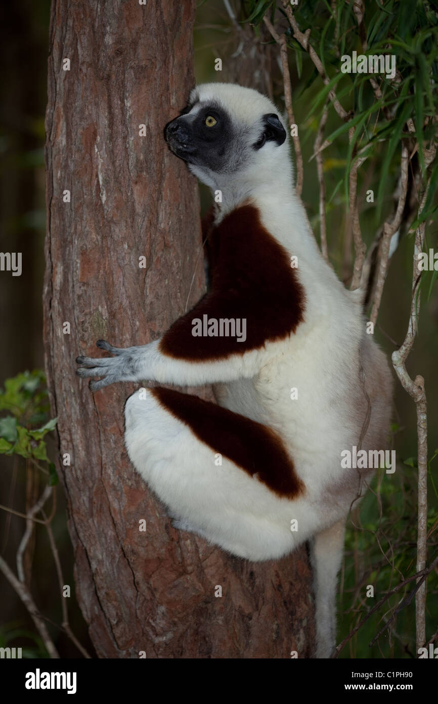 Coquerel's Sifaka (Propithecus verreauxi coquereli). North wast ...