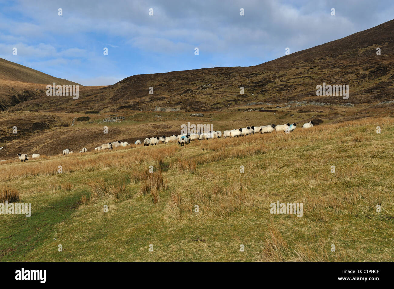 Sheep wide hi-res stock photography and images - Alamy