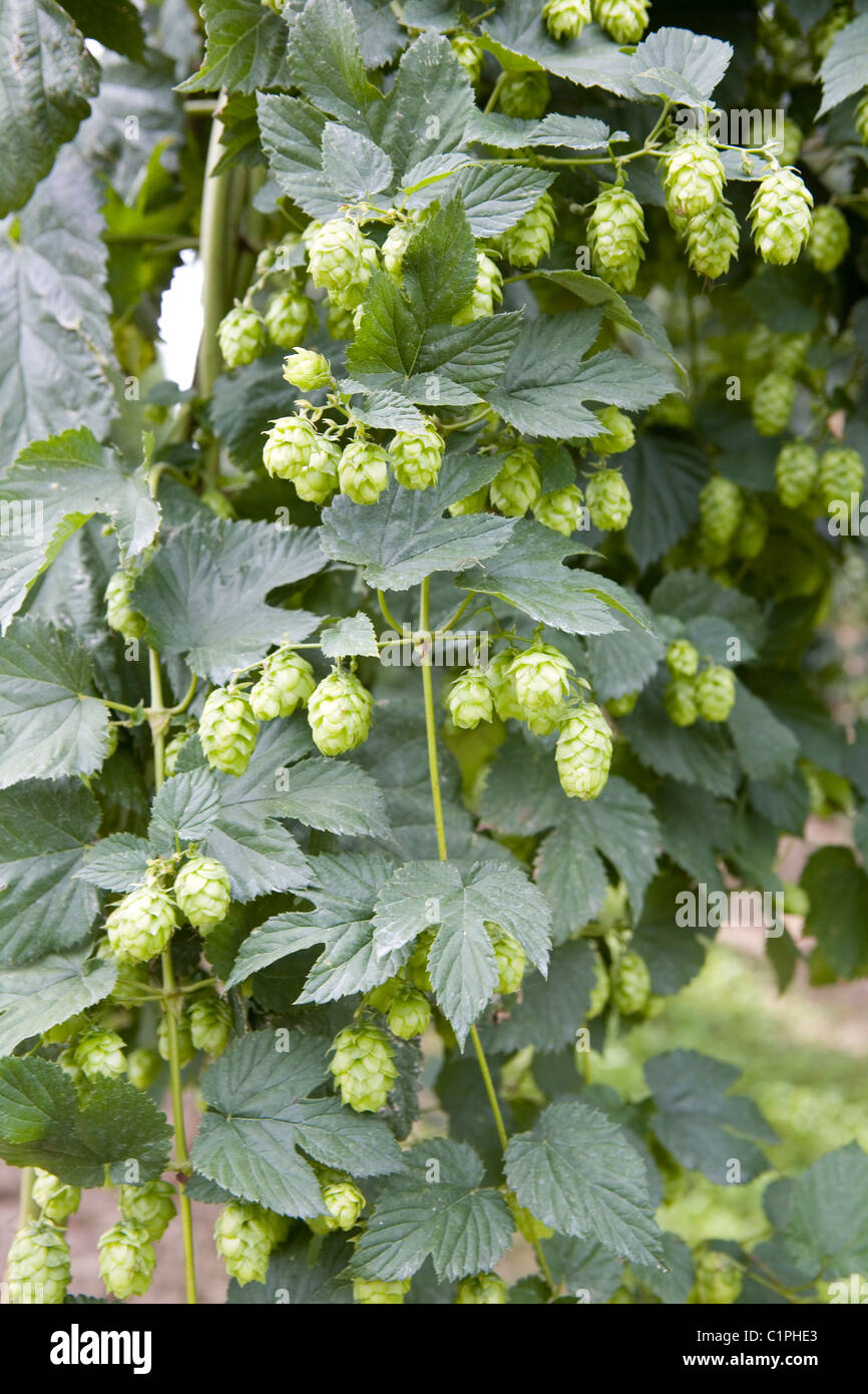 Bavaria hops hi-res stock photography and images - Alamy
