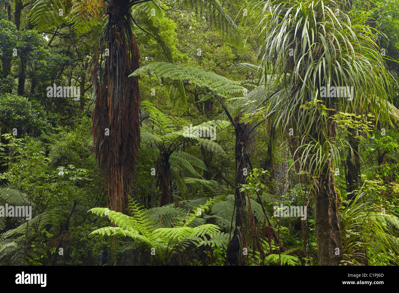Tree ferns, Manginangina Kauri Walk, Puketi Forest, near Kerikeri ...