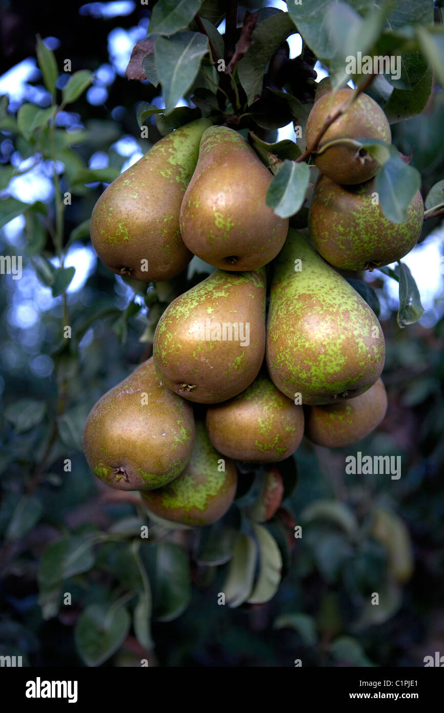 Conference pear tree hi-res stock photography and images - Alamy