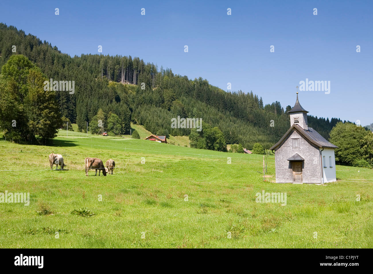 Germany, Bad Hindelang, Fussen, cows grazing grass Stock Photo - Alamy