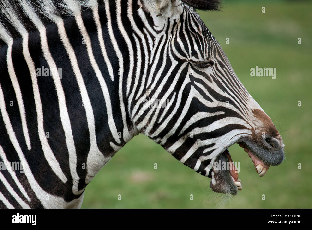 Zebra mouth open hi-res stock photography and images - Alamy