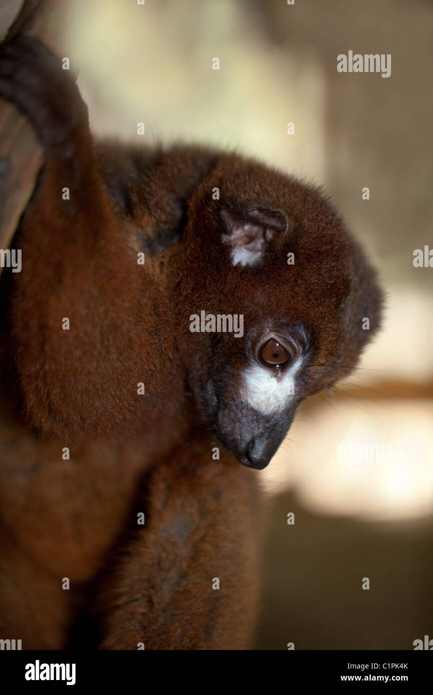 Lemur face hi-res stock photography and images - Alamy