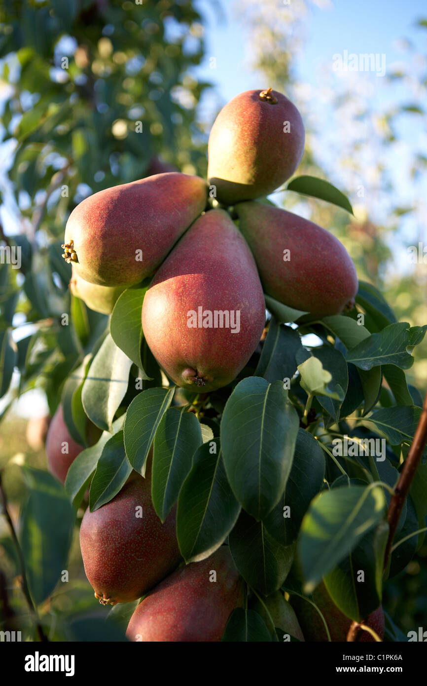 Deboe hi-res stock photography and images - Alamy