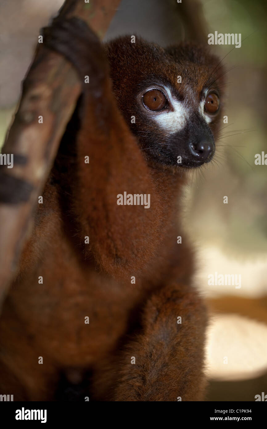Lemur detail hi-res stock photography and images - Alamy