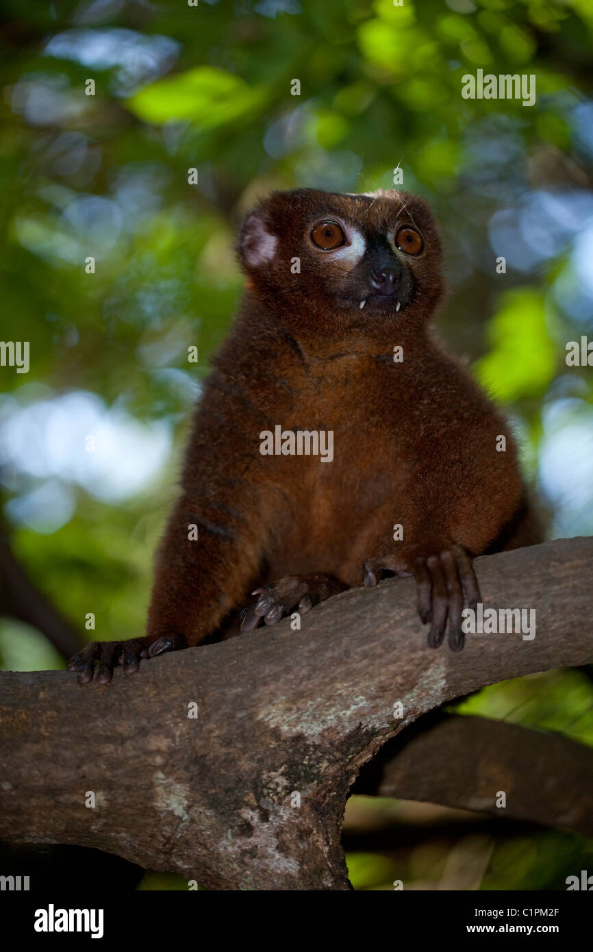 Male red bellied lemur hi-res stock photography and images - Alamy