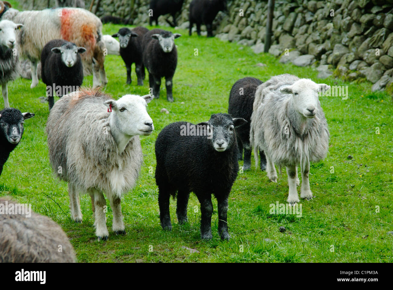 Herdwick sheep hi-res stock photography and images - Alamy
