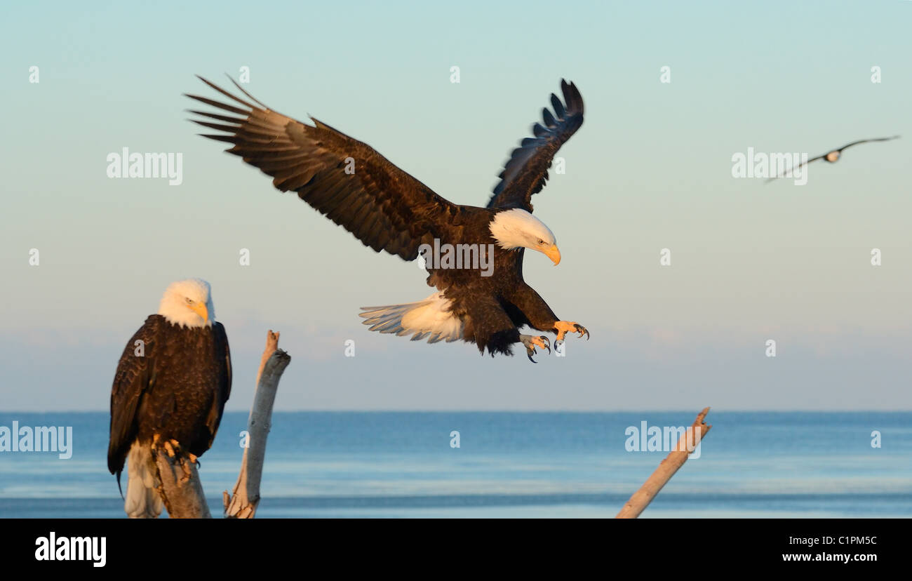 Three Bald Eagles. One sitting on a tree trunk, one come flying in and one flying in the ...