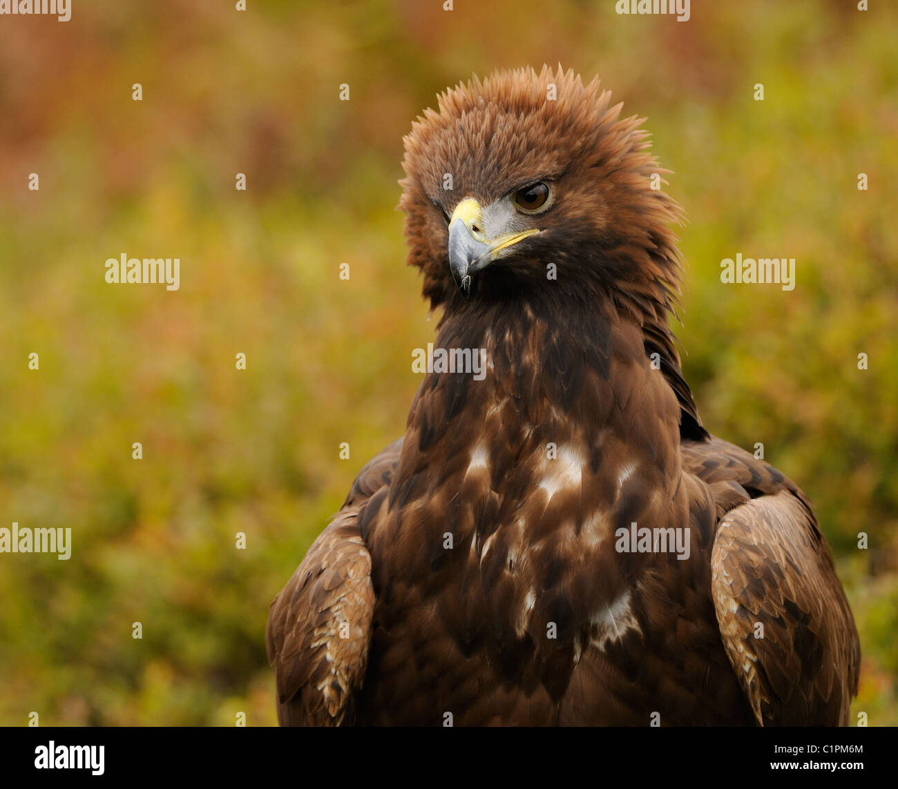 Golden Eagle, in the middle of autumn colored vegetation showing off ...
