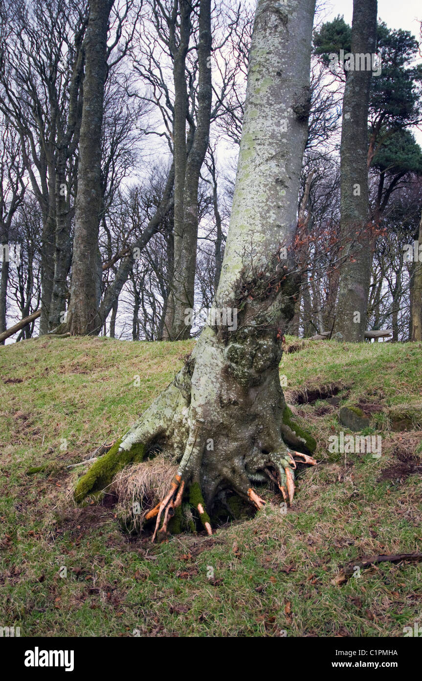 location of badger sett and typical scratching damage to trees, solway ...