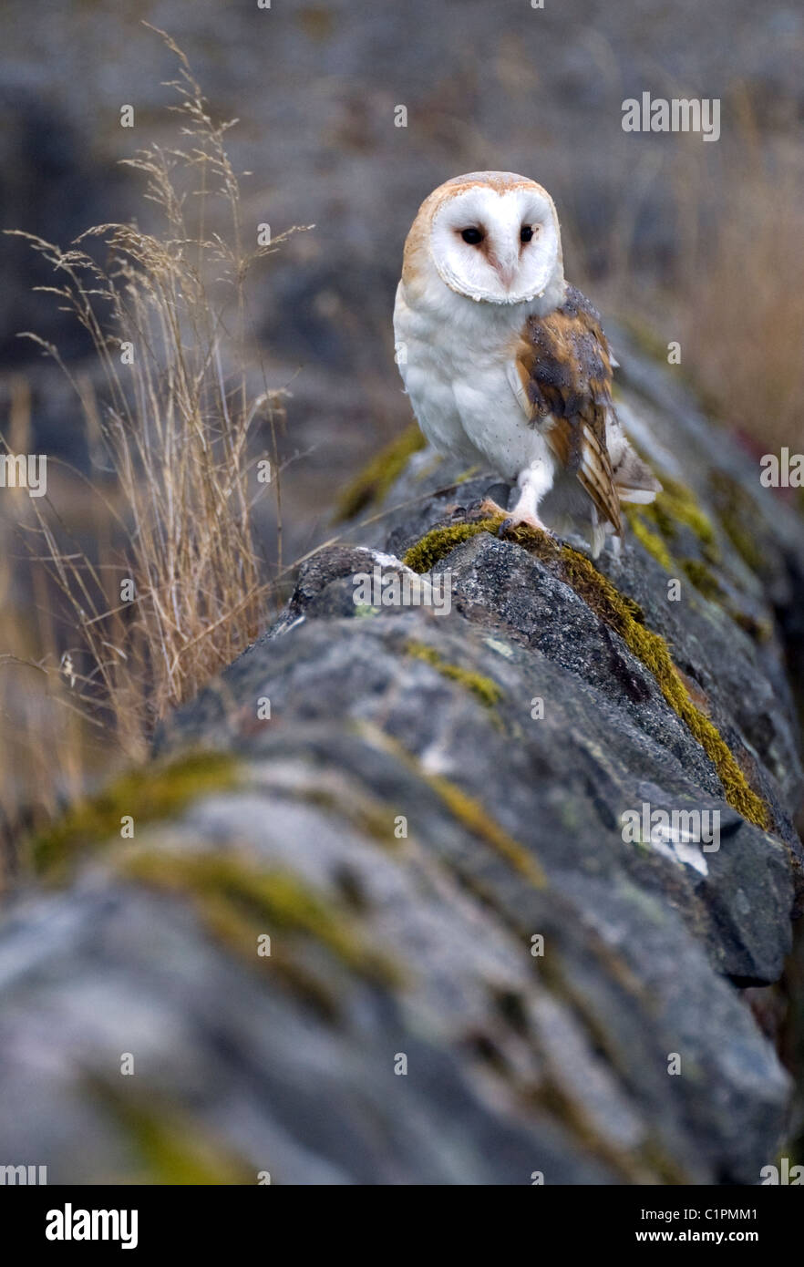 barn owl , tyto alba , on a stone wall , glenfeshie , highlands ...