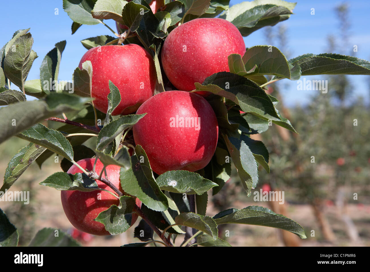 Apple Brookfield on a tree. LLeida. Spain Stock Photo - Alamy