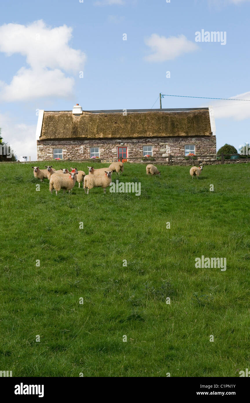 Republic of Ireland, Connemara, sheep in field Stock Photo - Alamy