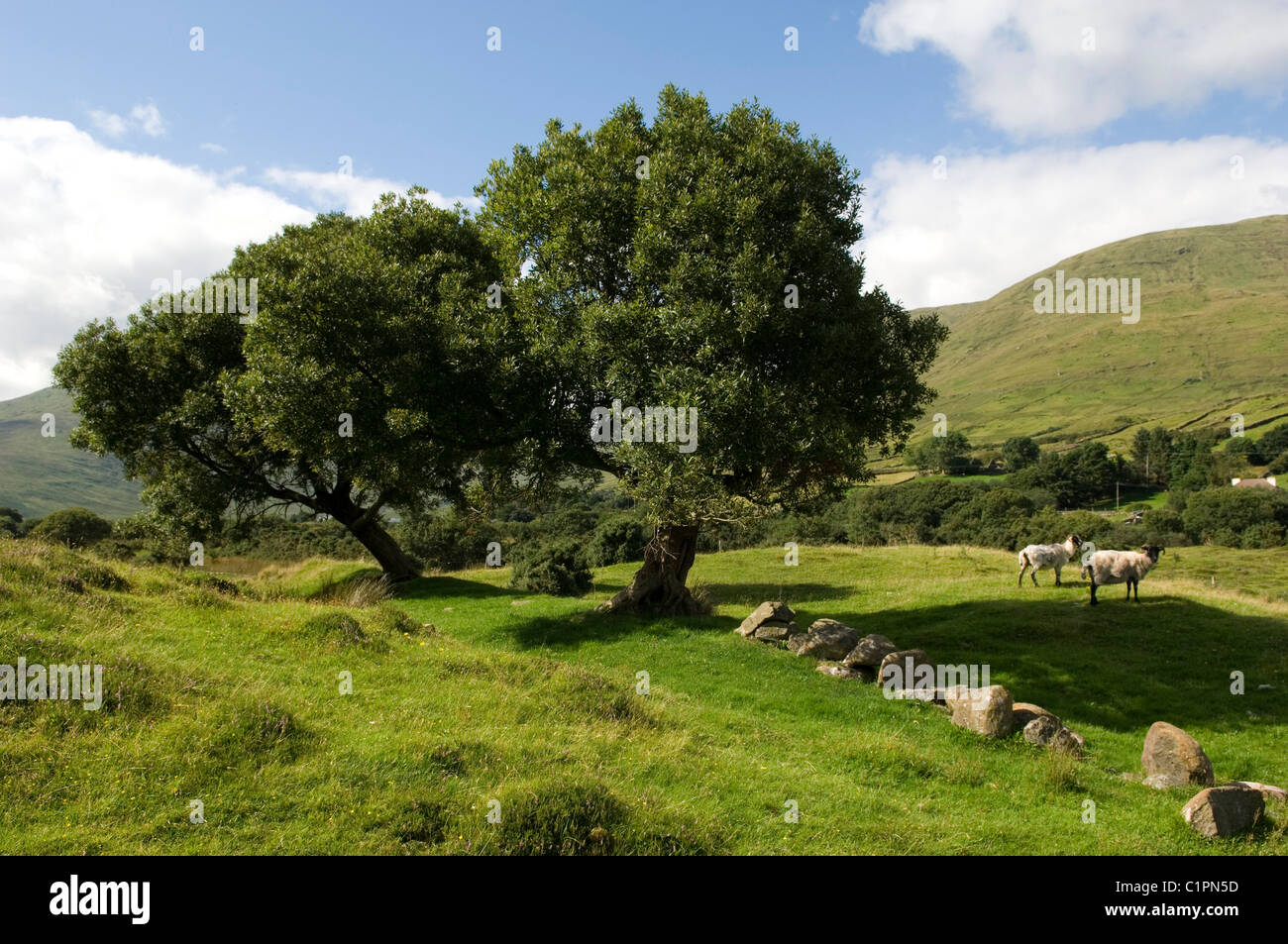 Republic of Ireland, Connemara, Maumtrasna, sheep in countryside Stock ...